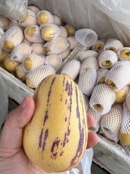 人参果价格多少钱一斤_人参果为什么这么贵-第1张图片-山城妙识 人参果价格多少钱一斤_人参果为什么这么贵-第1张图片-山城妙识