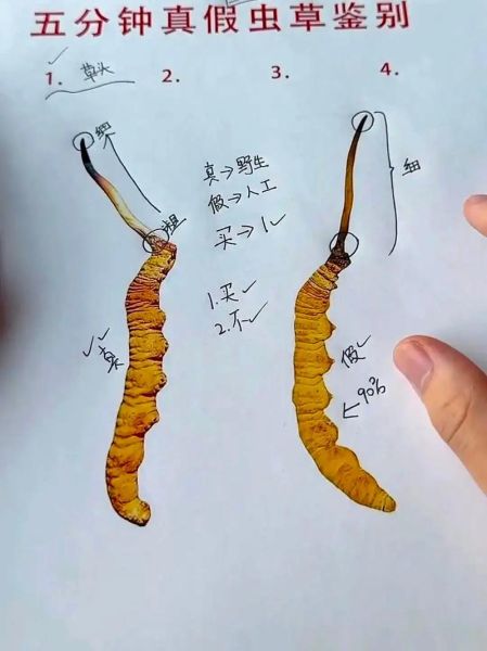冬虫夏草图片大全大图_如何辨别真假-第1张图片-山城妙识 冬虫夏草图片大全大图_如何辨别真假-第1张图片-山城妙识