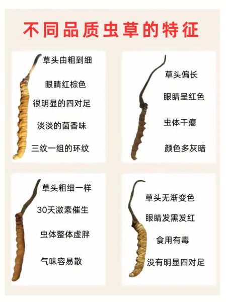 冬虫夏草图片大全大图_如何辨别真假-第2张图片-山城妙识 冬虫夏草图片大全大图_如何辨别真假-第2张图片-山城妙识
