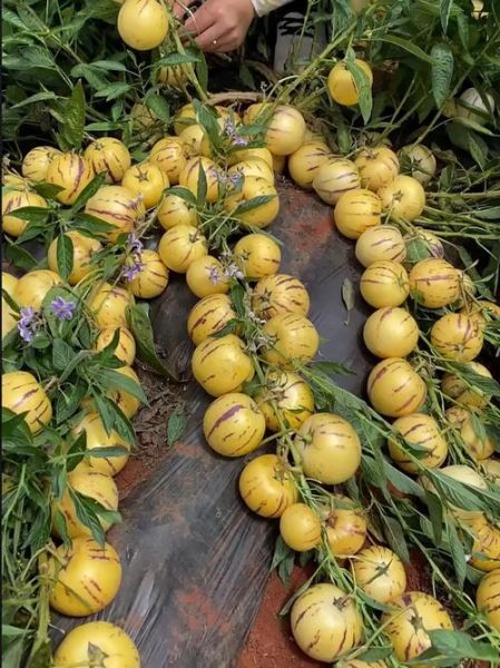 人参果价格多少钱一斤_人参果为什么这么贵-第3张图片-山城妙识 人参果价格多少钱一斤_人参果为什么这么贵-第3张图片-山城妙识