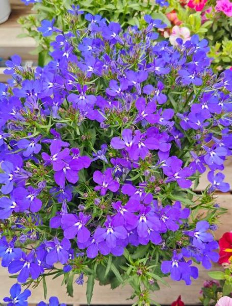 半边莲图片大全大图_半边莲长什么样-第1张图片-山城妙识