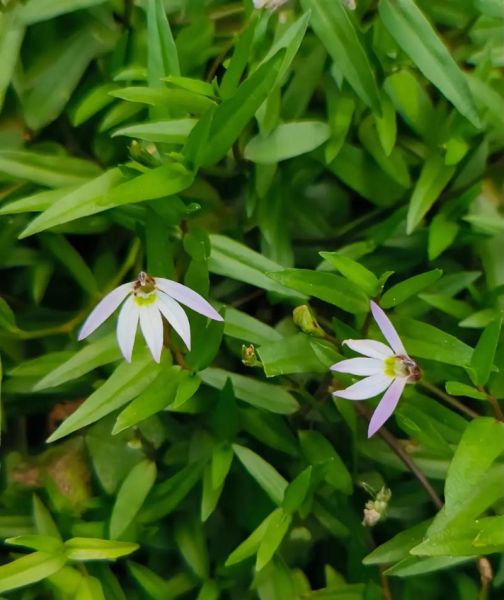 半边莲图片大全大图_半边莲长什么样-第2张图片-山城妙识