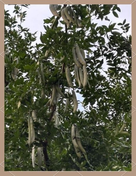 皂荚树拼音怎么写_皂荚树有什么功效-第1张图片-山城妙识 皂荚树拼音怎么写_皂荚树有什么功效-第1张图片-山城妙识