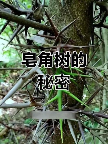 皂荚树拼音怎么写_皂荚树有什么功效-第3张图片-山城妙识 皂荚树拼音怎么写_皂荚树有什么功效-第3张图片-山城妙识