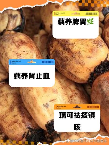 莲菜的功效与作用_莲菜怎么吃最养胃-第2张图片-山城妙识
