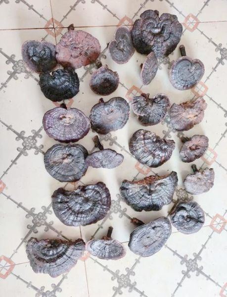 野生灵芝的正确吃法_野生灵芝怎么吃效果最好-第3张图片-山城妙识 野生灵芝的正确吃法_野生灵芝怎么吃效果最好-第3张图片-山城妙识