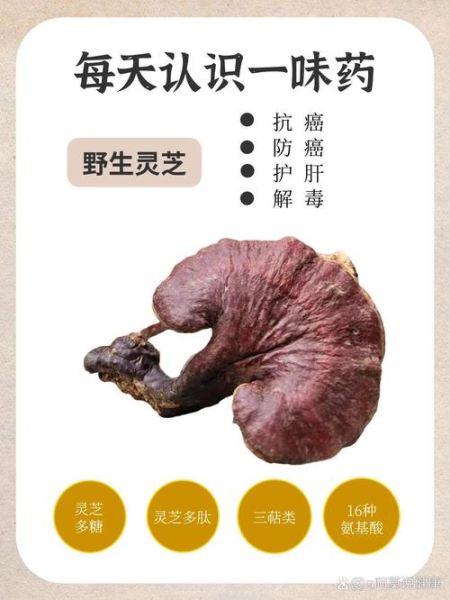 野生灵芝的正确吃法_野生灵芝怎么吃效果最好-第2张图片-山城妙识 野生灵芝的正确吃法_野生灵芝怎么吃效果最好-第2张图片-山城妙识