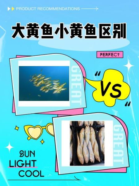 真假黄花鱼怎么分辨_黄花鱼图片对比技巧-第2张图片-山城妙识 真假黄花鱼怎么分辨_黄花鱼图片对比技巧-第2张图片-山城妙识