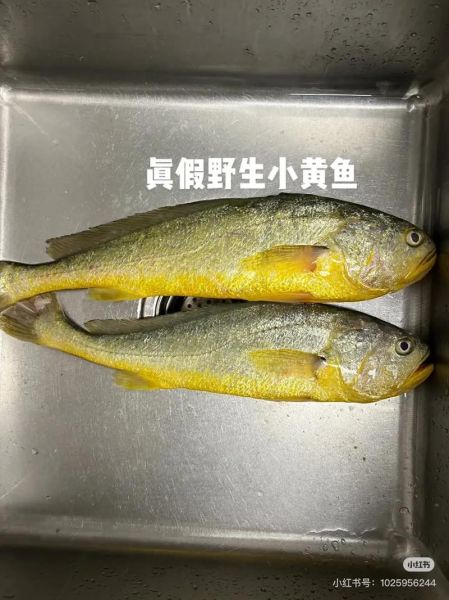真假黄花鱼怎么分辨_黄花鱼图片对比技巧-第1张图片-山城妙识 真假黄花鱼怎么分辨_黄花鱼图片对比技巧-第1张图片-山城妙识