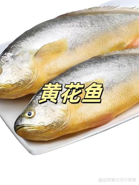 真假黄花鱼怎么分辨_黄花鱼图片对比技巧-第3张图片-山城妙识 真假黄花鱼怎么分辨_黄花鱼图片对比技巧-第3张图片-山城妙识