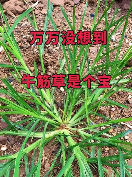 牛筋草的功效与作用_牛筋草能治疗哪些疾病-第1张图片-山城妙识