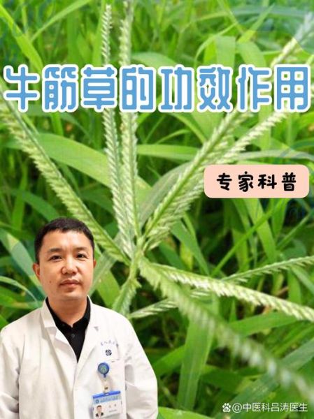 牛筋草的功效与作用_牛筋草能治疗哪些疾病-第3张图片-山城妙识