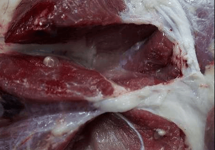 猪肉绦虫感染症状_猪肉绦虫潜伏期多久-第1张图片-山城妙识