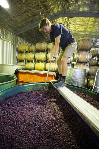 葡萄酒怎么酿造_葡萄酒酿造全过程-第1张图片-山城妙识