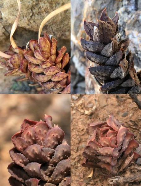 松塔怎么保存_松塔如何防虫-第1张图片-山城妙识