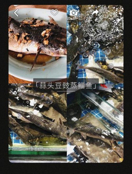 海狼鱼怎么做好吃_海狼鱼清蒸还是红烧-第1张图片-山城妙识