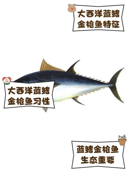 蓝鳍金枪鱼多少钱一斤_蓝鳍金枪鱼怎么挑选-第1张图片-山城妙识