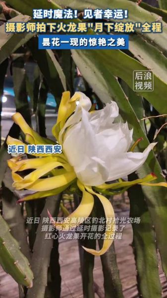 火龙果影视怎么下载_火龙果影视安全吗-第2张图片-山城妙识 火龙果影视怎么下载_火龙果影视安全吗-第2张图片-山城妙识