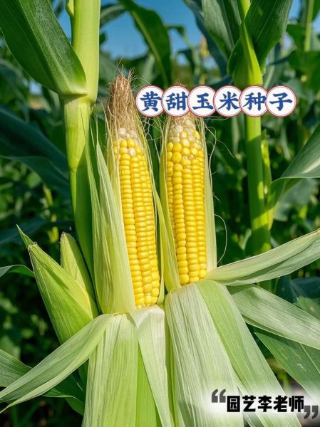 超甜水果玉米种子哪个品种好_怎么种植更高产-第1张图片-山城妙识