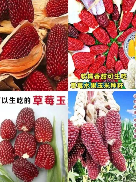 超甜水果玉米种子哪个品种好_怎么种植更高产-第3张图片-山城妙识