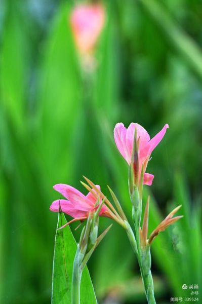 怡红快绿的秘密是什么_怡红快绿背后的故事-第3张图片-山城妙识 怡红快绿的秘密是什么_怡红快绿背后的故事-第3张图片-山城妙识