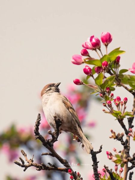 怡红快绿的秘密是什么_怡红快绿背后的故事-第2张图片-山城妙识 怡红快绿的秘密是什么_怡红快绿背后的故事-第2张图片-山城妙识