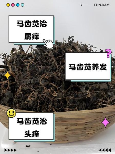 马齿苋煮水洗头白发能变黑吗_马齿苋洗头多久见效-第1张图片-山城妙识 马齿苋煮水洗头白发能变黑吗_马齿苋洗头多久见效-第1张图片-山城妙识