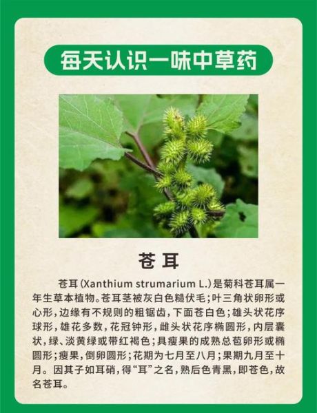 苍耳长什么样_苍耳有什么功效-第1张图片-山城妙识