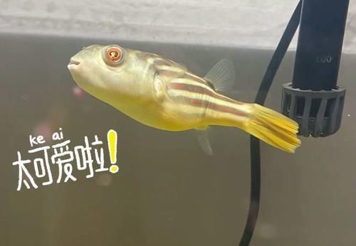 河豚观赏鱼怎么养_新手入门全攻略-第1张图片-山城妙识 河豚观赏鱼怎么养_新手入门全攻略-第1张图片-山城妙识