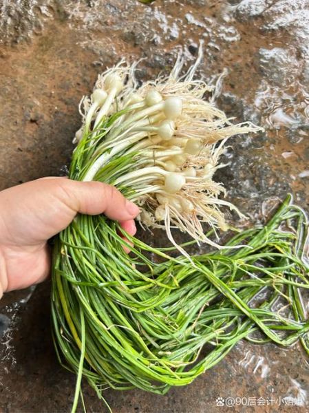 野山葱怎么吃_野山葱和野葱的区别-第3张图片-山城妙识 野山葱怎么吃_野山葱和野葱的区别-第3张图片-山城妙识