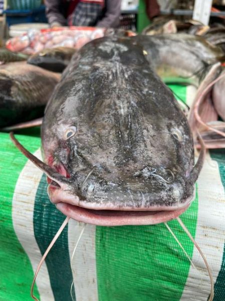 野生鲶鱼图片怎么辨别_野生鲶鱼长什么样-第1张图片-山城妙识