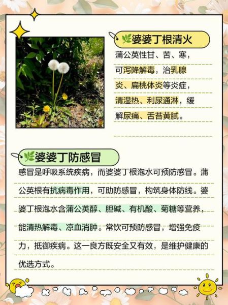 婆婆丁根泡水喝的功效_婆婆丁根泡水有什么禁忌-第1张图片-山城妙识