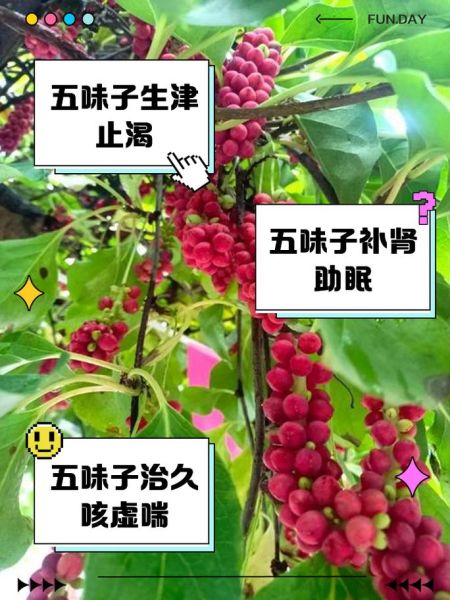五味子怎么吃最好_五味子一天吃多少合适-第1张图片-山城妙识