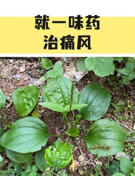 车前草治疗痛风有效吗_车前草降尿酸偏方怎么做-第1张图片-山城妙识 车前草治疗痛风有效吗_车前草降尿酸偏方怎么做-第1张图片-山城妙识