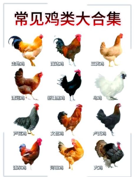鸡的品种有哪些_土鸡和蛋鸡区别-第1张图片-山城妙识