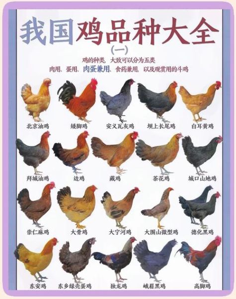 鸡的品种有哪些_土鸡和蛋鸡区别-第2张图片-山城妙识