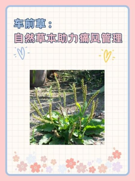 车前草治疗痛风有效吗_车前草降尿酸偏方怎么做-第3张图片-山城妙识 车前草治疗痛风有效吗_车前草降尿酸偏方怎么做-第3张图片-山城妙识