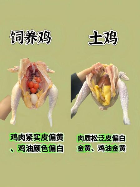 鸡的品种有哪些_土鸡和蛋鸡区别-第3张图片-山城妙识