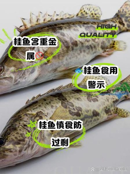 桂鱼寒性还是热性_孕妇能吃桂鱼吗-第2张图片-山城妙识 桂鱼寒性还是热性_孕妇能吃桂鱼吗-第2张图片-山城妙识