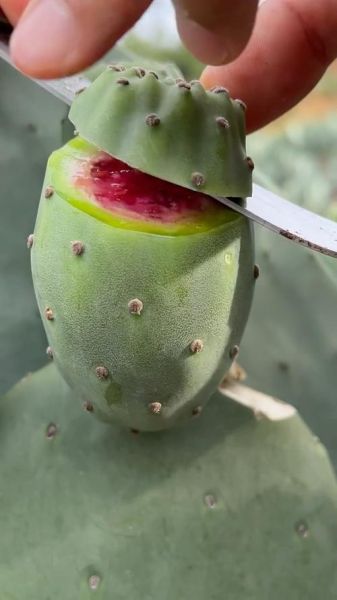 仙人掌果什么人不能吃_孕妇能吃仙人掌果吗-第2张图片-山城妙识