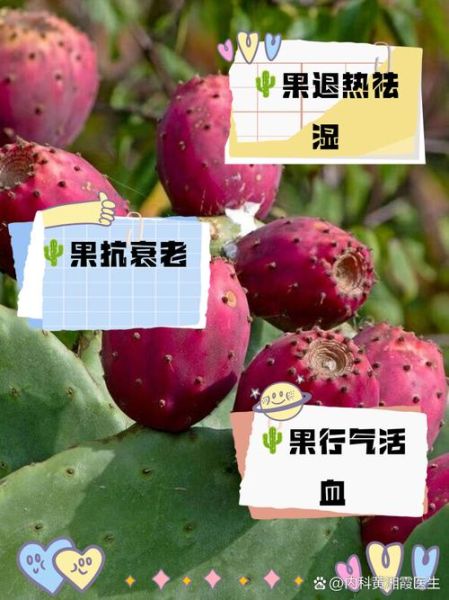 仙人掌果什么人不能吃_孕妇能吃仙人掌果吗-第3张图片-山城妙识