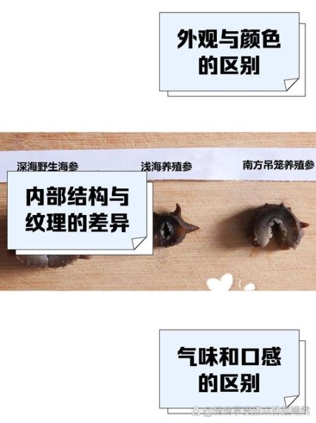 人造海参和真海参的区别_如何辨别真假海参-第3张图片-山城妙识