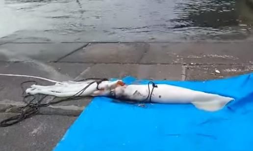 大王乌贼有多大_大王乌贼长度体重-第1张图片-山城妙识 大王乌贼有多大_大王乌贼长度体重-第1张图片-山城妙识