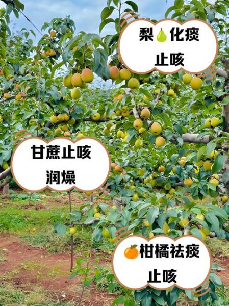 咳嗽吃什么水果可以止咳_咳嗽吃什么水果好得快-第3张图片-山城妙识 咳嗽吃什么水果可以止咳_咳嗽吃什么水果好得快-第3张图片-山城妙识