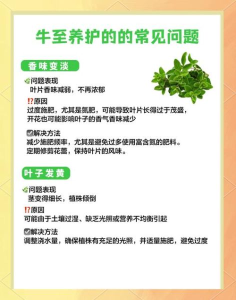 牛至的别名有哪些_牛至为什么叫披萨草-第1张图片-山城妙识