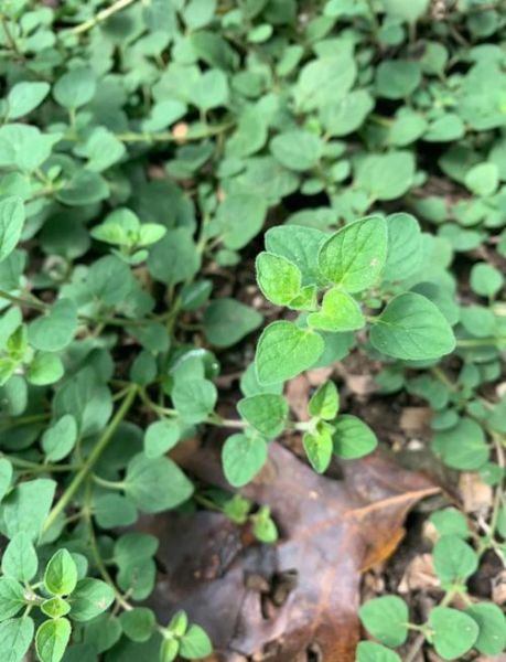 牛至的别名有哪些_牛至为什么叫披萨草-第2张图片-山城妙识