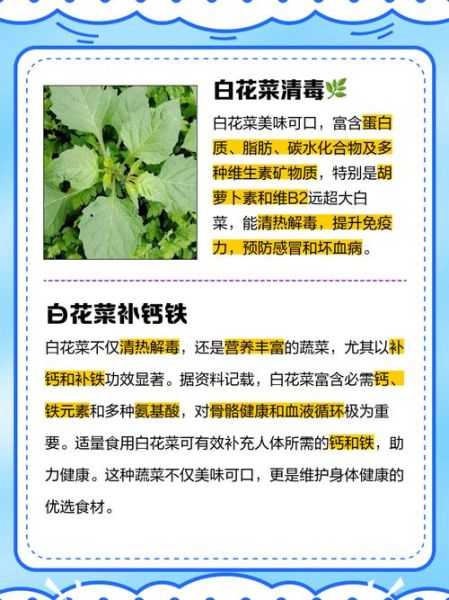 白菜花有什么功效_白菜花的作用与禁忌-第1张图片-山城妙识