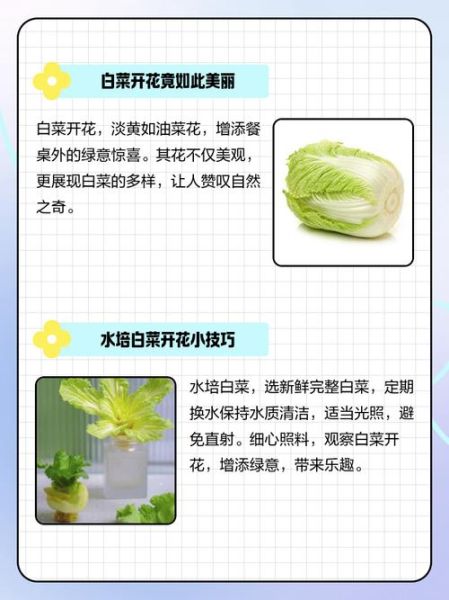 白菜花有什么功效_白菜花的作用与禁忌-第2张图片-山城妙识