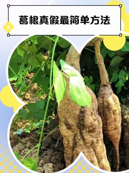 野生葛根叶子长什么样_葛根图片怎么分辨真假-第2张图片-山城妙识