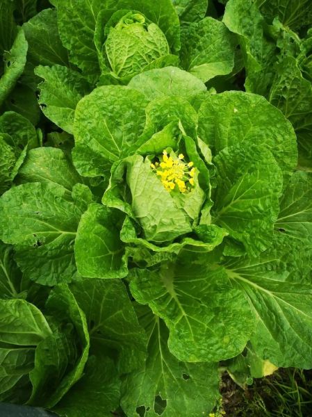 白菜花有什么功效_白菜花的作用与禁忌-第3张图片-山城妙识